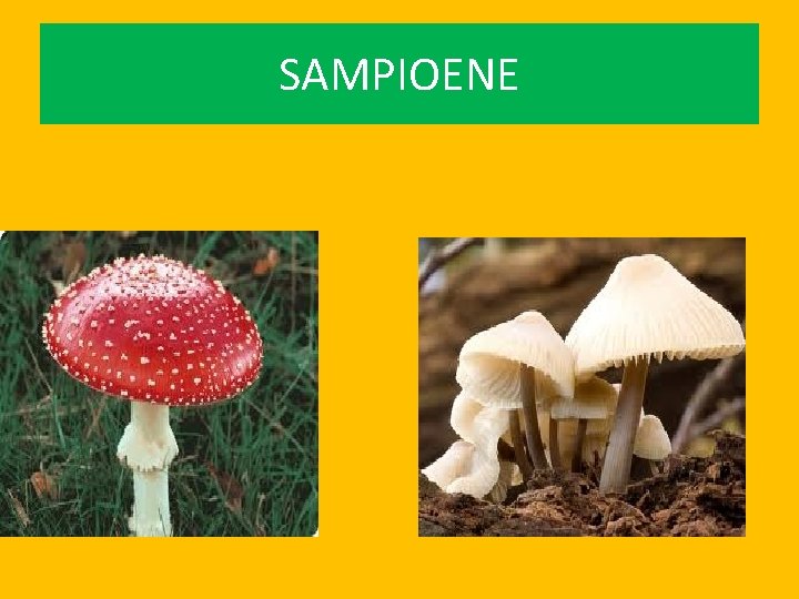 VYFRYKSTELSEL DEUR ROBBERT WHITTAKER LEWENDE ORGANISMES MONERA BAKTERIE