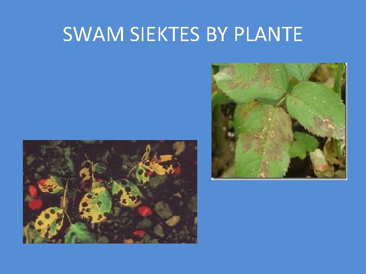 VYFRYKSTELSEL DEUR ROBBERT WHITTAKER LEWENDE ORGANISMES MONERA BAKTERIE