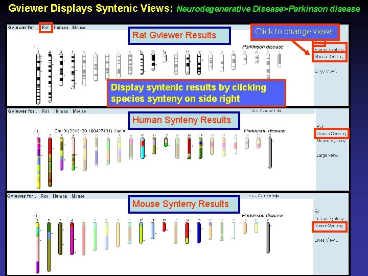 RGDs Genome Viewer Definition and Basic Features Gviewer