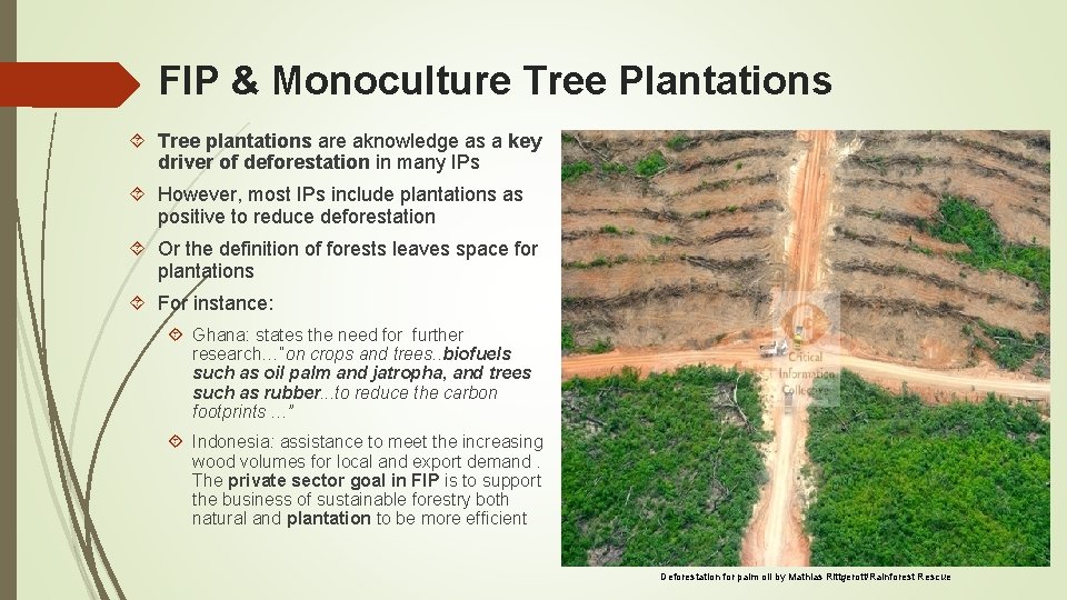 The Forest Investment Program Recent Developments and Monoculture