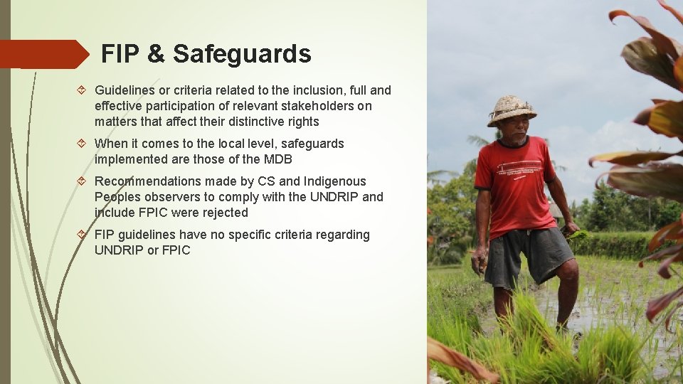 The Forest Investment Program Recent Developments and Monoculture