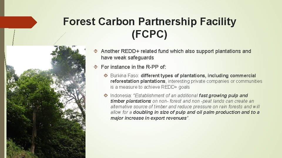 The Forest Investment Program Recent Developments and Monoculture