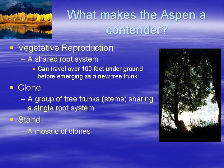 The Quaking Aspen A Model for Collaboration By