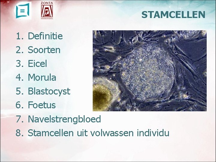 STAMCELLEN 1 2 3 4 5 6 7