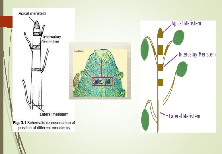 Anatomy Dr Vinod B Shimpale shimpaleyahoo com INTRODUCTION