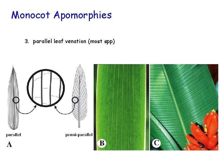 Monocotyledons monocots Monocotyledoneae or Liliopsida Chapter 7 Simpson