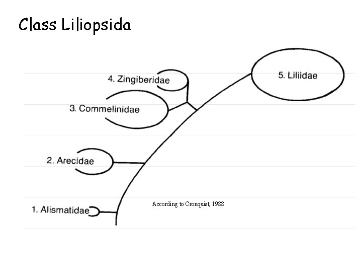 Monocotyledons monocots Monocotyledoneae or Liliopsida Chapter 7 Simpson