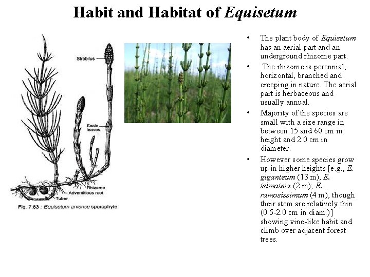 Habit and Habitat of Equisetum The plant body