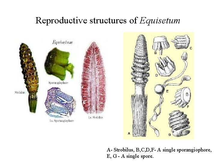 Habit and Habitat of Equisetum The plant body