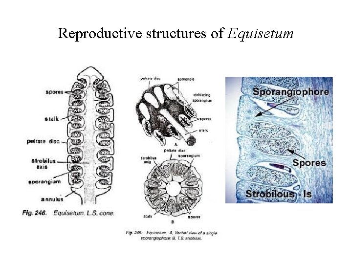 Habit and Habitat of Equisetum The plant body