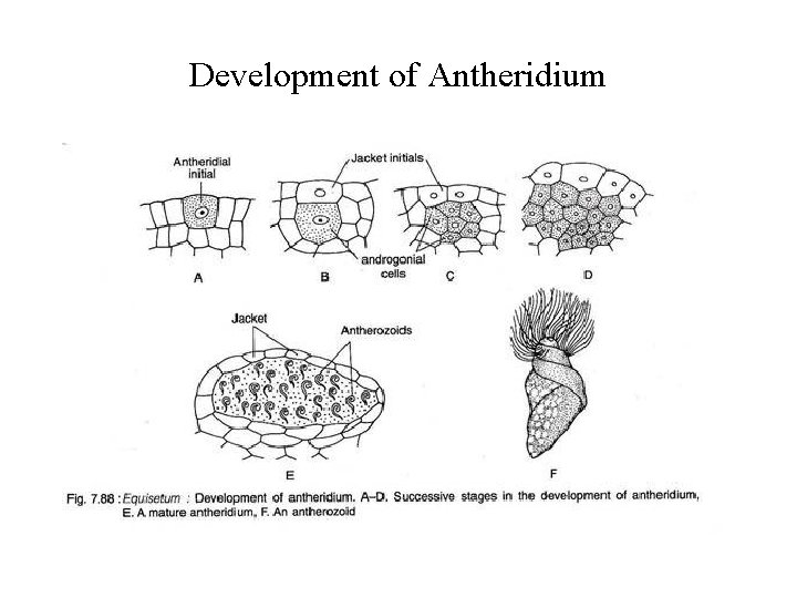 Habit and Habitat of Equisetum The plant body