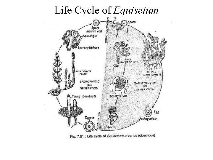 Habit and Habitat of Equisetum The plant body
