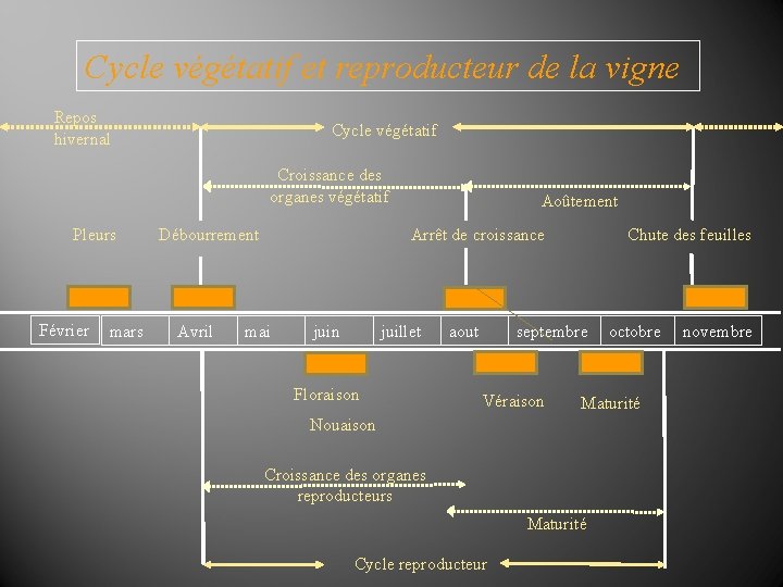 Le cycle vgtatif de la Vigne Introduction Le