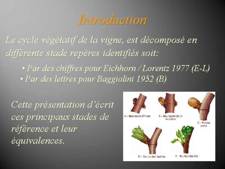 Le cycle vgtatif de la Vigne Introduction Le