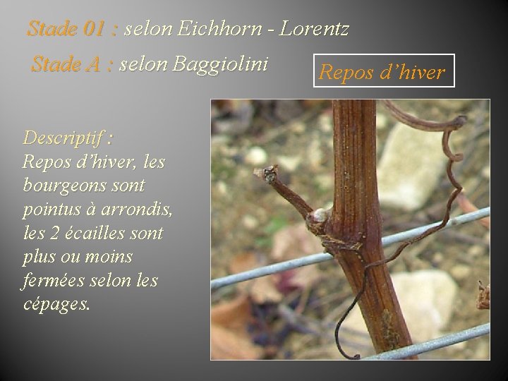 Le cycle vgtatif de la Vigne Introduction Le