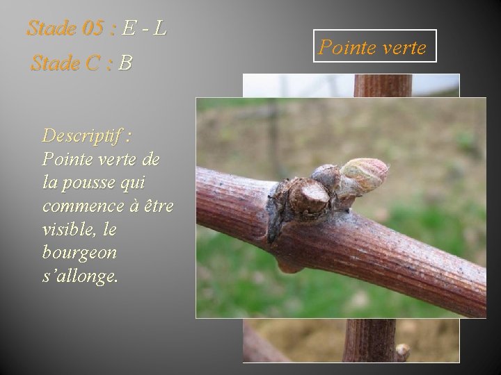 Le cycle vgtatif de la Vigne Introduction Le