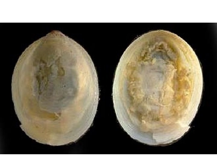 Phylum Mollusca Molluscan diversity Adapted from Lesser Known