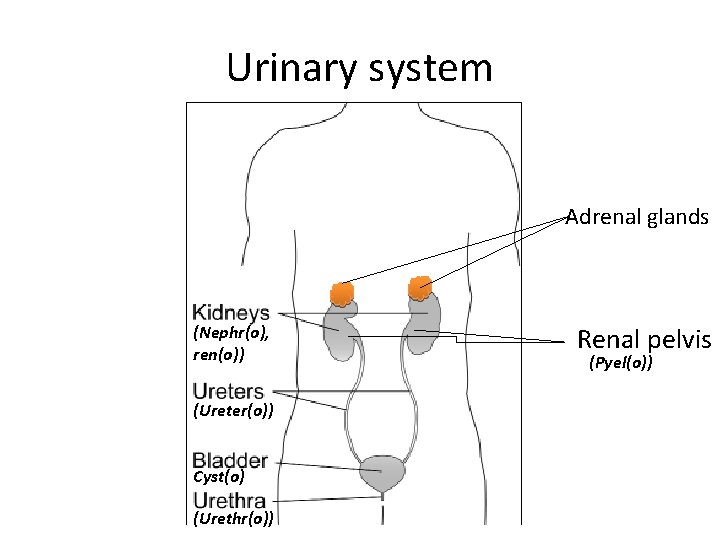 Anatomical term Anatomical structure of system Objectives Name