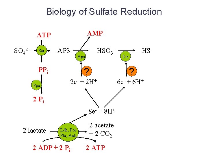 Sulfate Reducing Bacteria Global S Cycle S 0