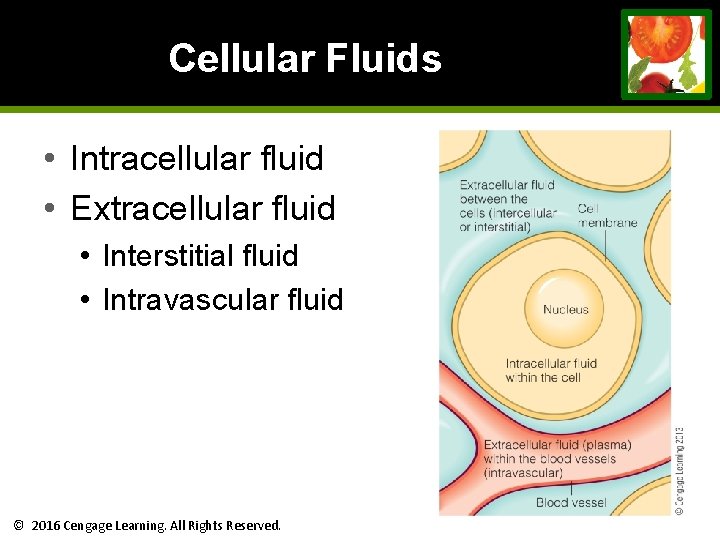 Water and the Major Minerals Chapter 12 2016