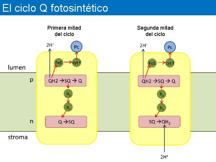 Fotosntesis La fotosntesis es la transformacin de la