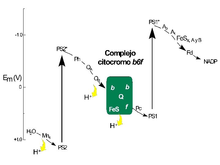 Fotosntesis La fotosntesis es la transformacin de la