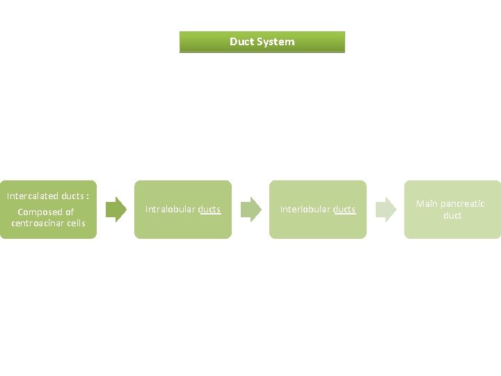 Pancreas Liver and gallbladder Metallic 0 Mind Pancreas