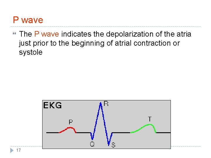 Exercise 27 Gross Anatomy of the Heart BI