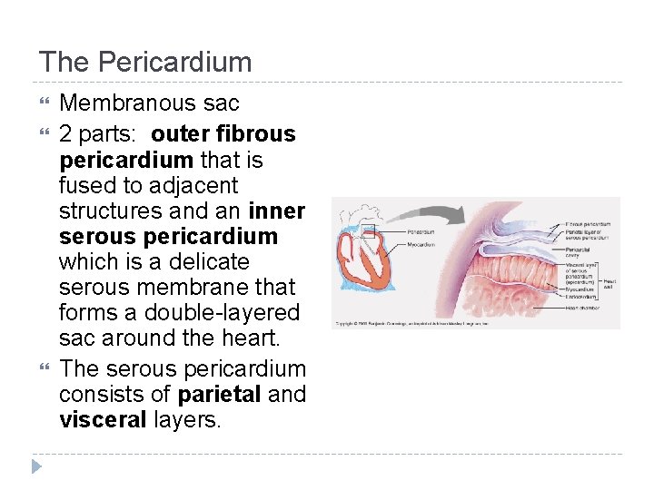 Exercise 27 Gross Anatomy of the Heart BI