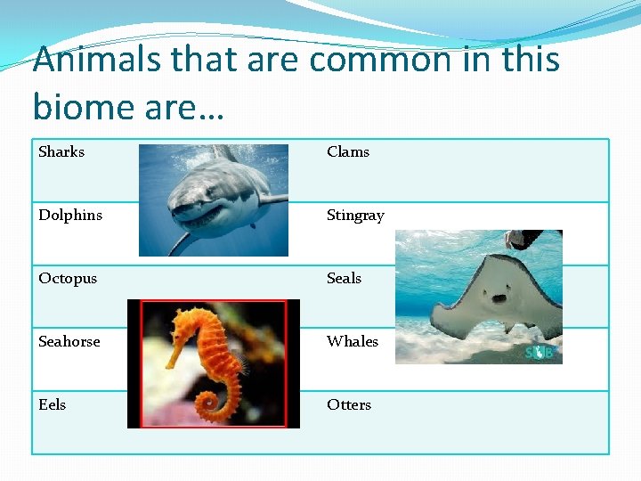 Biome Ocean By Sarah Southard Shelby Roller Biome