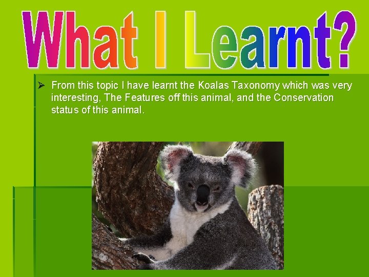 The Koalas scientific name is Phascolarctos cinereus which