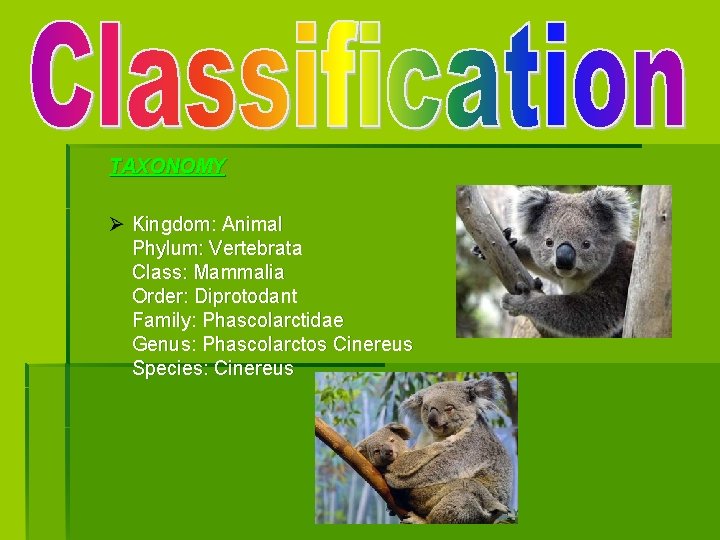 The Koalas scientific name is Phascolarctos cinereus which