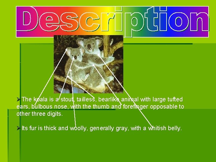 The Koalas scientific name is Phascolarctos cinereus which