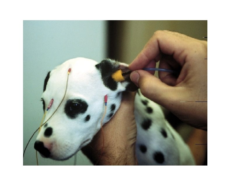 Deafness in Dogs Causes Prevalence and Current Research