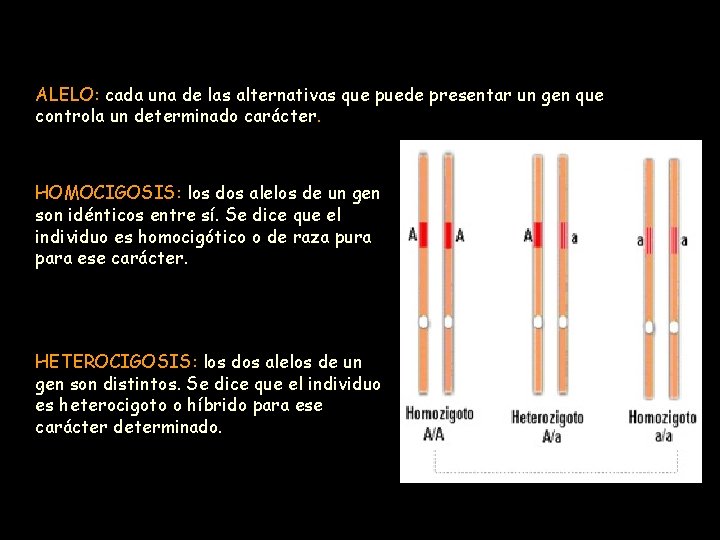 TEMA 11 GENTICA MENDELIANA EXPERIMENTOS DE MENDEL Objeto