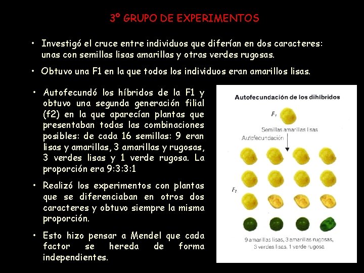 TEMA 11 GENTICA MENDELIANA EXPERIMENTOS DE MENDEL Objeto