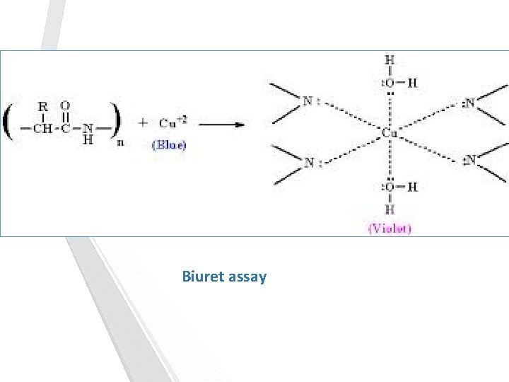 Lab 3 Spectrophotometric Methods for Determination of Proteins
