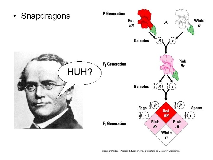 Snapdragons HUH Incomplete Dominance Neither allele is completely