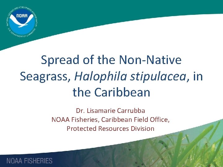 Spread of the NonNative Seagrass Halophila stipulacea in