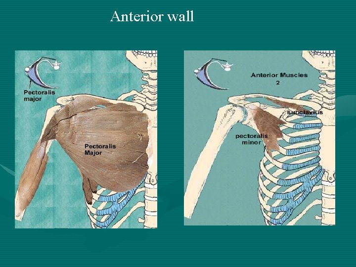 Axilla arm pit Between upper arm and thoracic