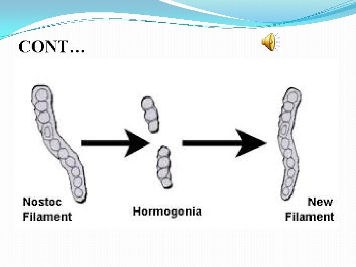 Unit 2 Bacteria and Cynobacteria Topic Life Cycle