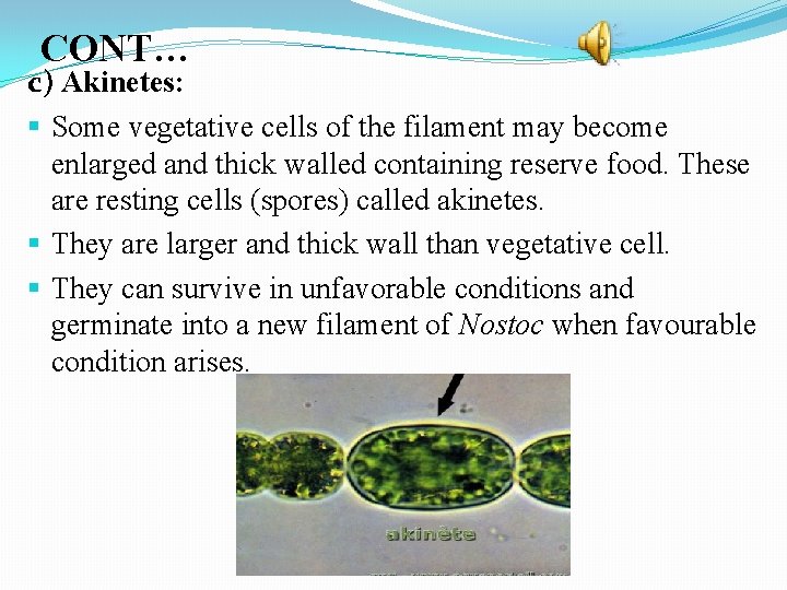 Unit 2 Bacteria and Cynobacteria Topic Life Cycle