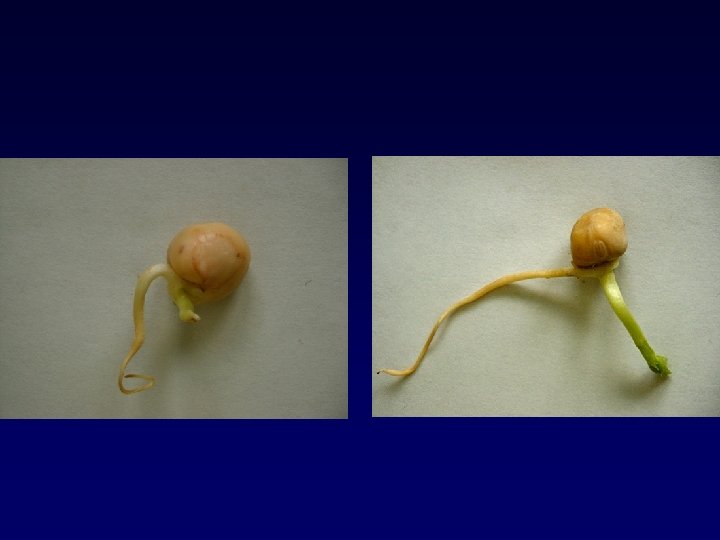 Growing from Seed What is a seed matured