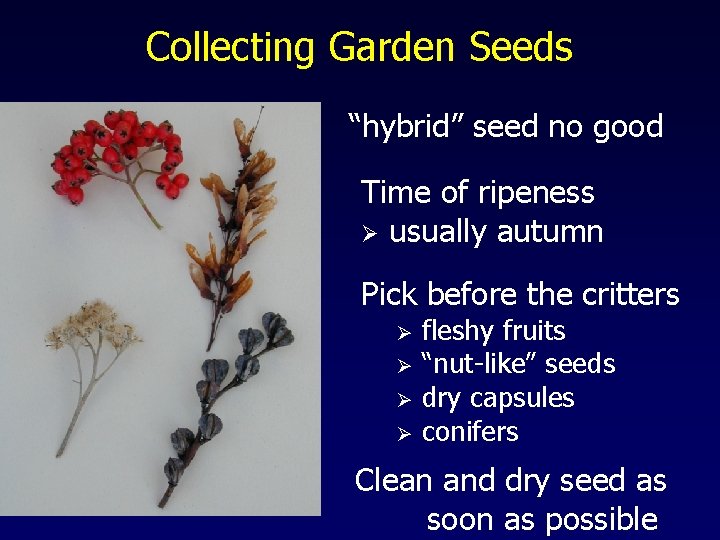 Growing from Seed What is a seed matured