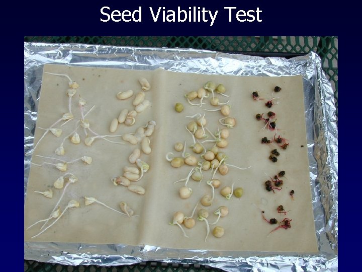 Growing from Seed What is a seed matured