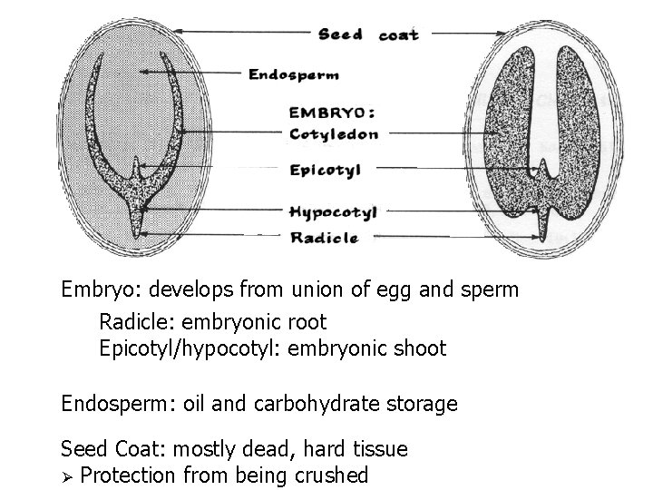 Growing from Seed What is a seed matured