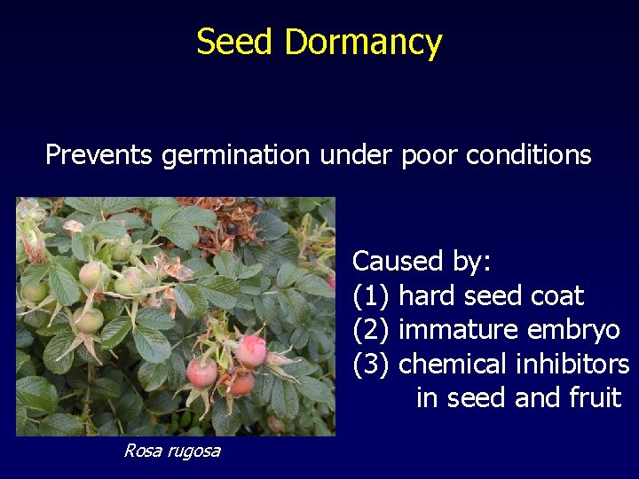 Growing from Seed What is a seed matured