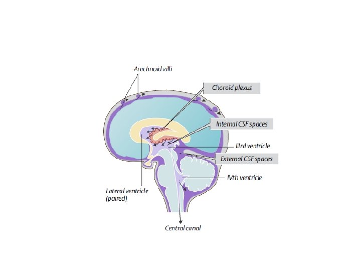 Human Physiology Motor System Dr Shahid Javed MBBS