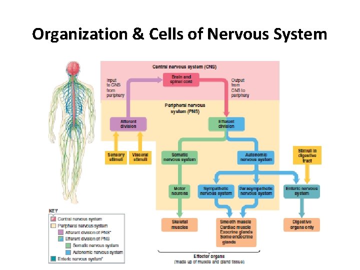 Human Physiology Motor System Dr Shahid Javed MBBS