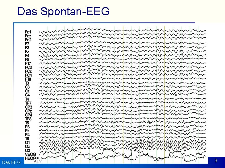 Methoden der biologischen Psychologie Das EEG Birbaumer und